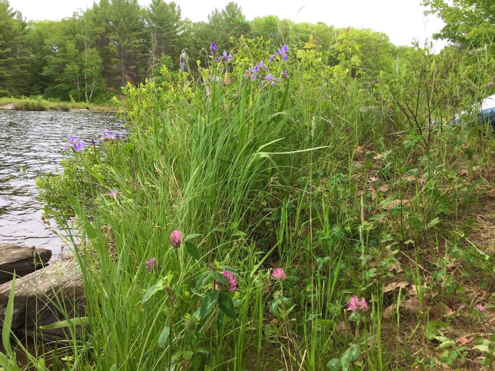 Planting Palooza - Background and Photos — Looncall Lake